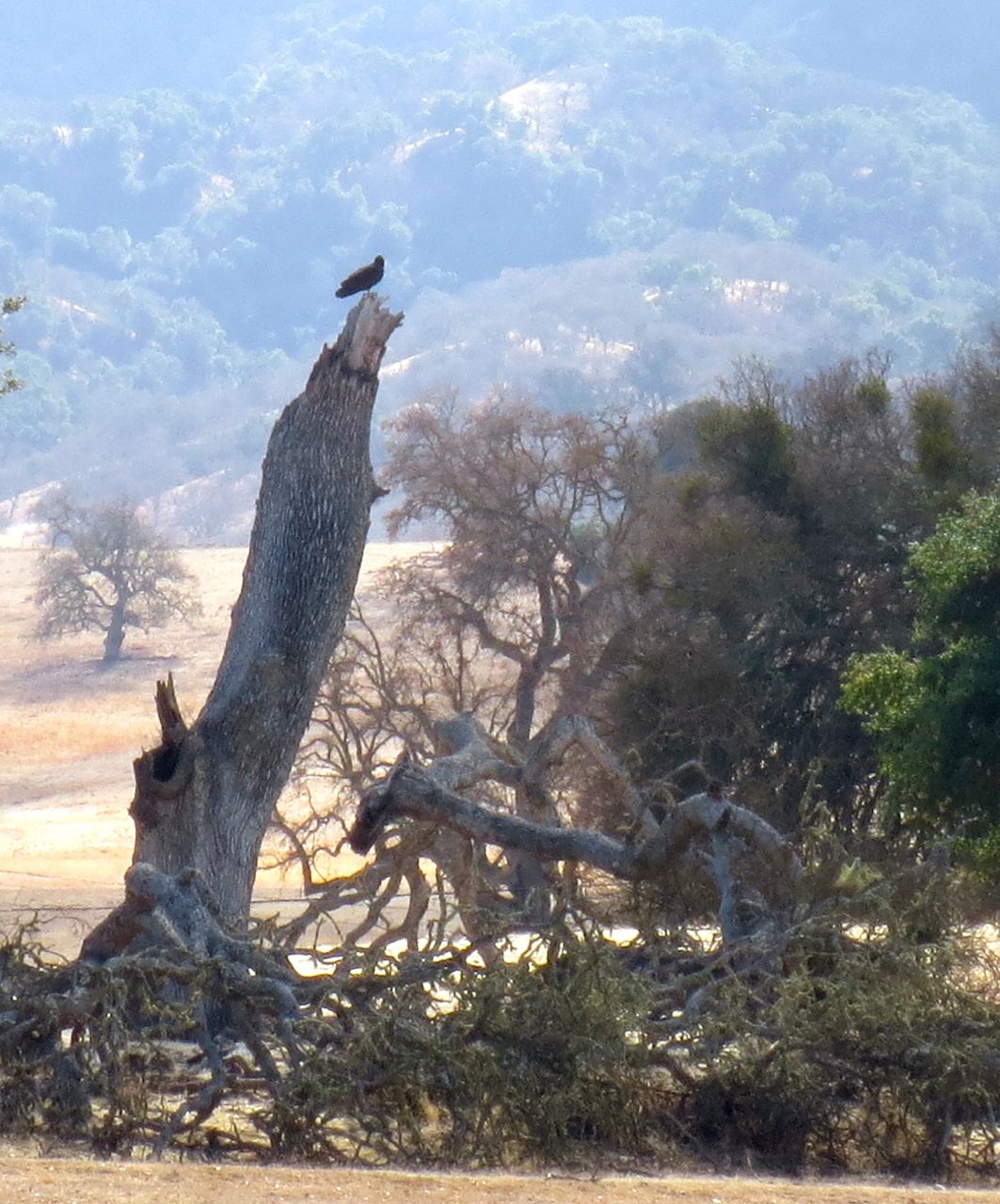 Book Review: Vulture View | Learning Among the Oaks