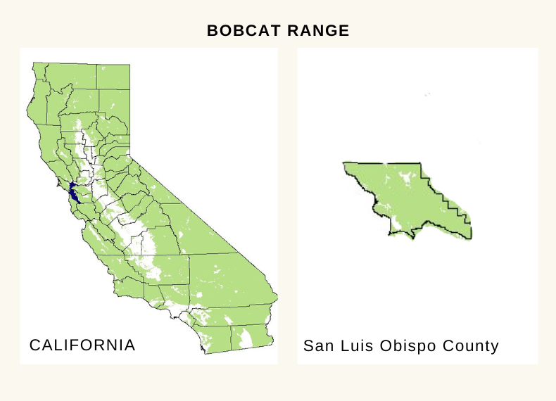 Bobcat | Learning Among the Oaks