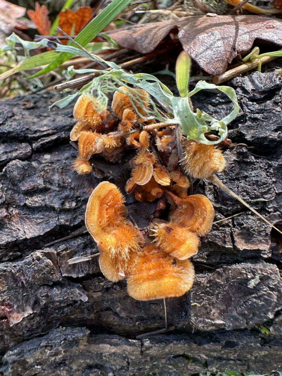 Rain soaked trail full of fungi | Learning Among the Oaks