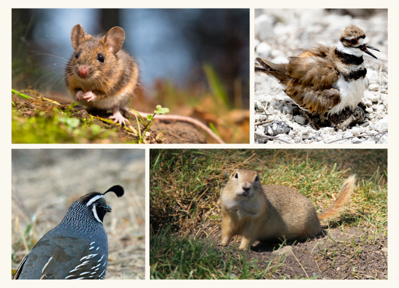 Bobcat | Learning Among the Oaks